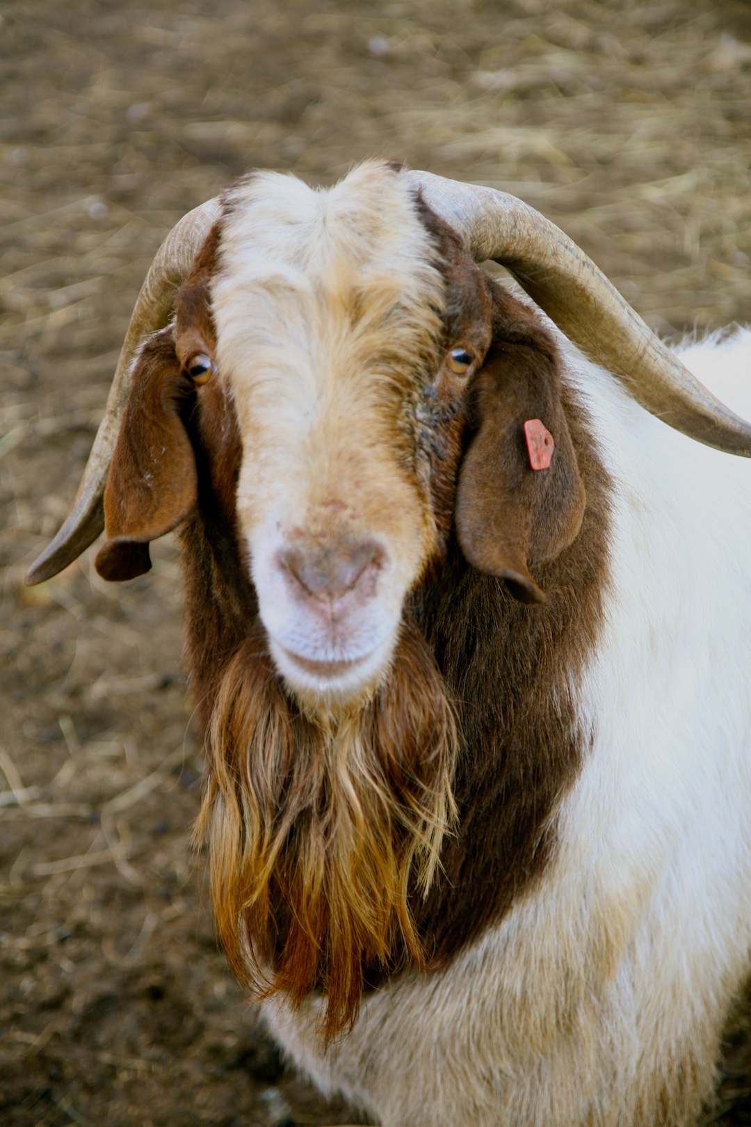 Glen Eyrie Farm | Gizmo our Boer goat buck